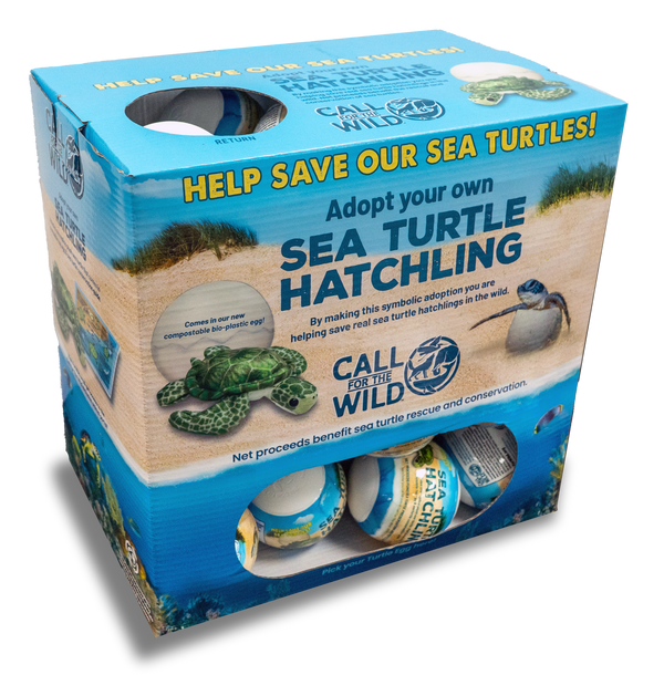 Sea Turtle Hatchling Point of Sale Display – Call For The Wild